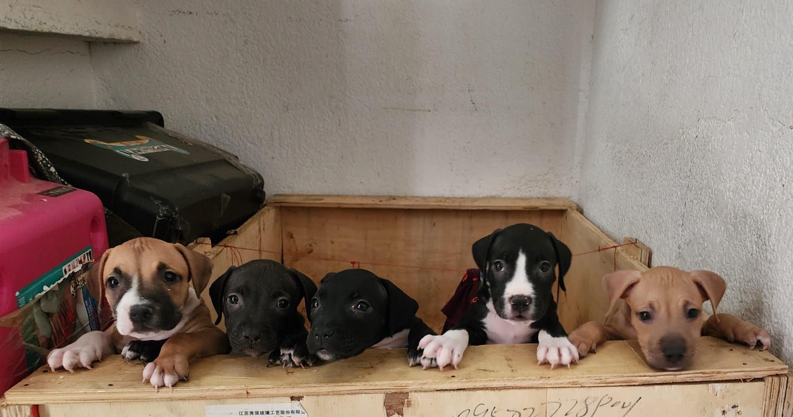 Pedigree Database: BB & SK PUPPIES