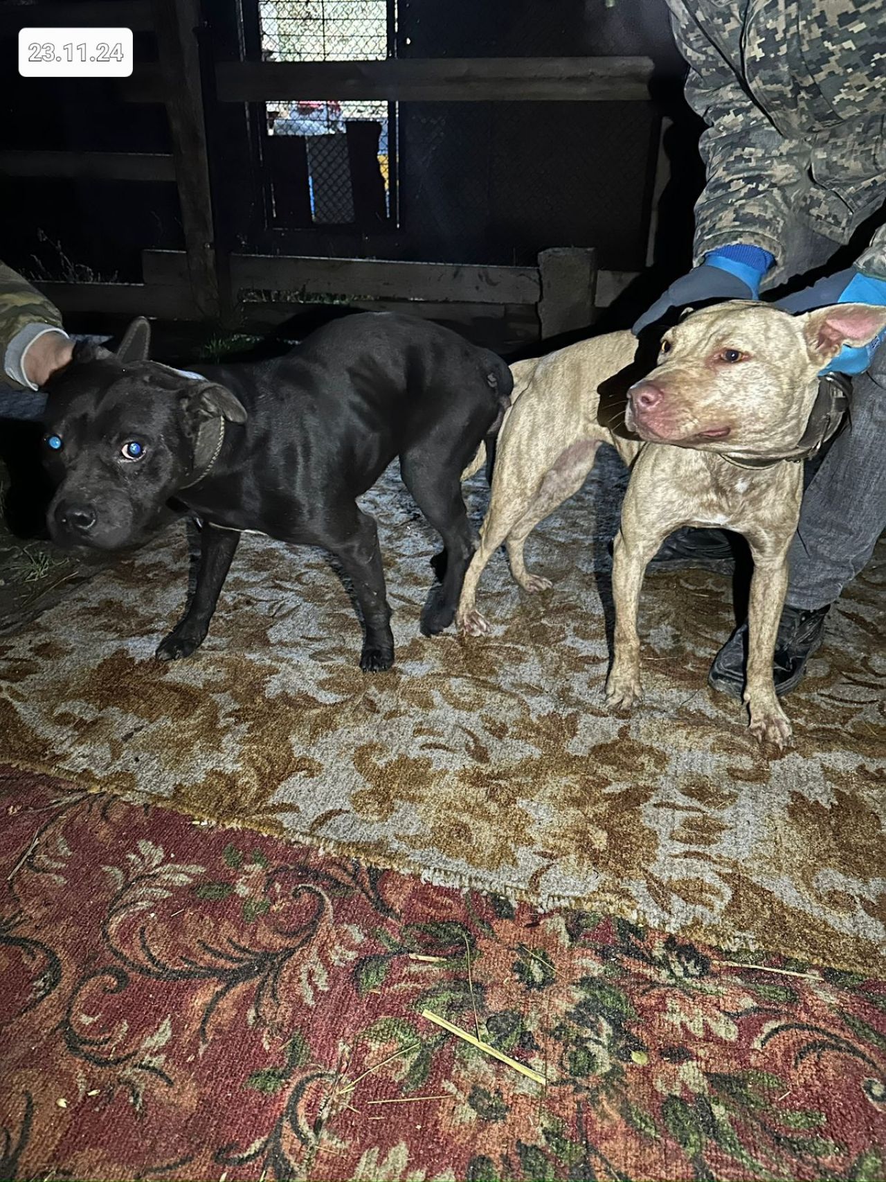 Pedigree Database: PIT DOGS.TRZ' BREEDING2025