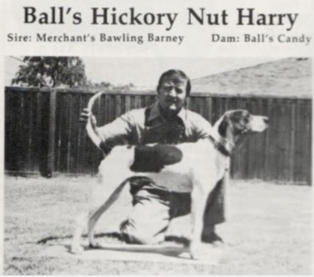 Pedigree Database: BALL'S STYLISH HICKORY NUT HARRY