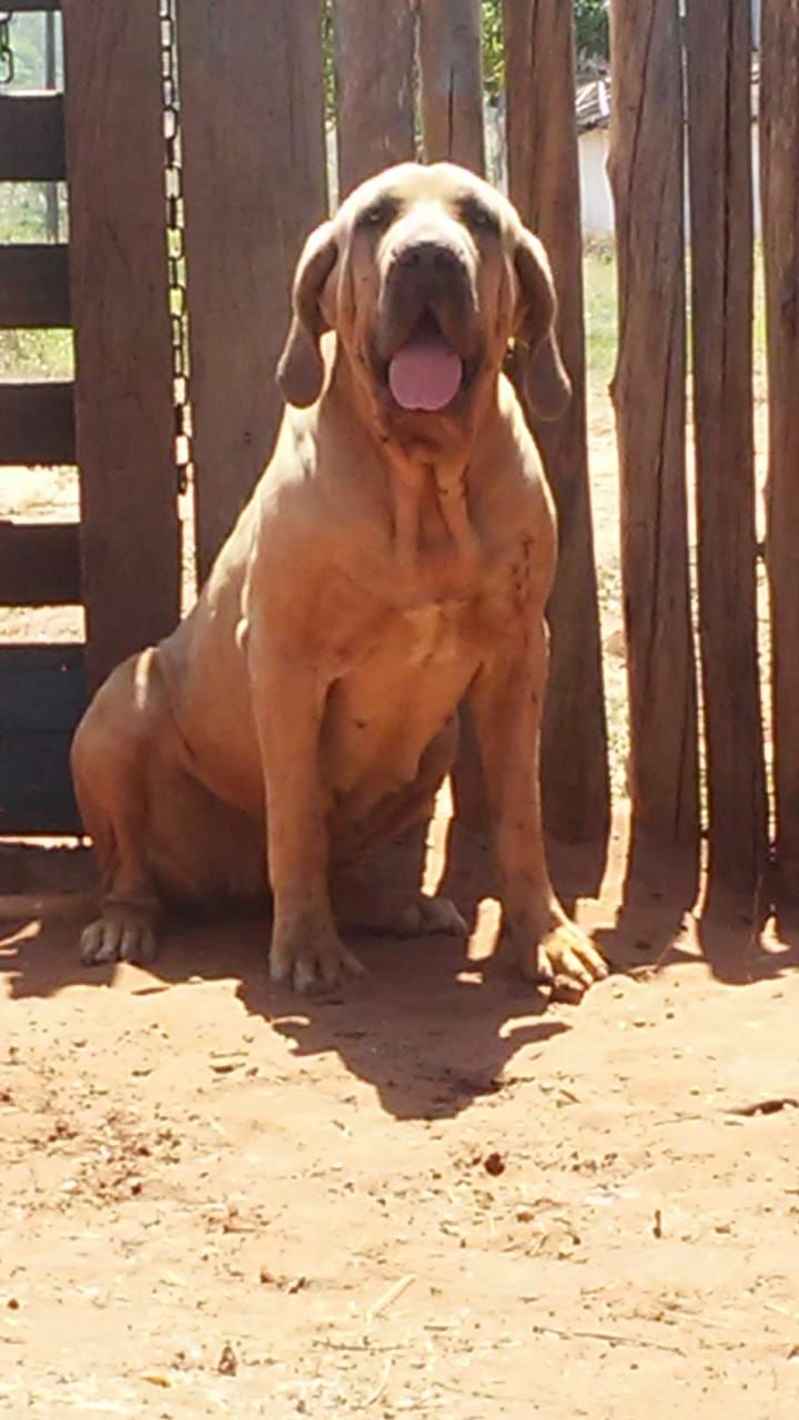 Pedigree Database: